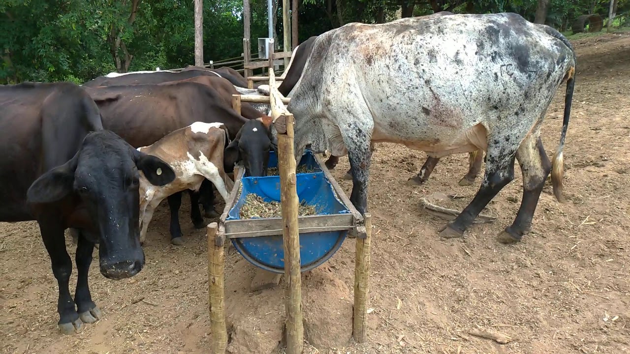 Alimentando as vacas no cocho com uma ração picada após a ordenha 23/12 ...