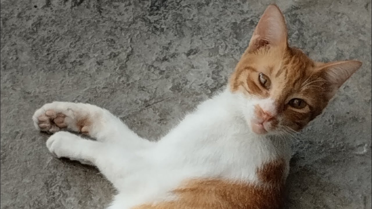 Ginger the cat? CATCHING UP - YouTube