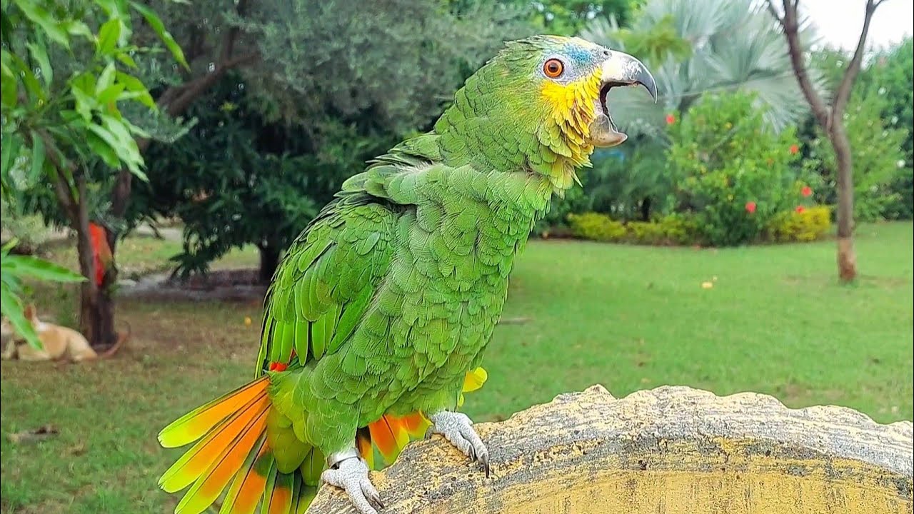 Super Cute Orange Winged Amazon Parrot Natural Sounds and Calls ...