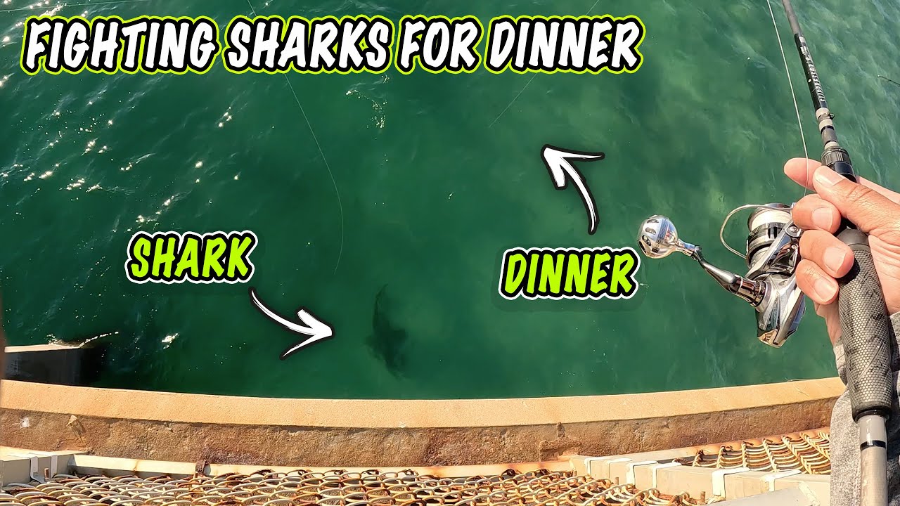 Fighting Sharks Pier Fishing For Flounder & Whiting in Destin, Florida ...