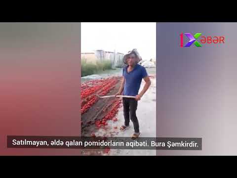 Şəmkirdə satılmayan, əldə qalan pomidorların aqibəti