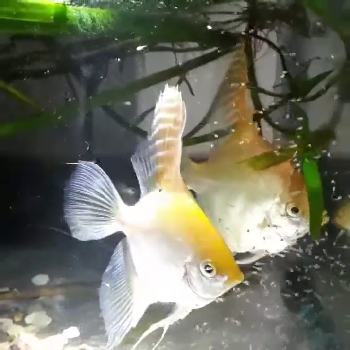 Angle Fish with her baby || Tura - Meghalaya || Momo Da'S Fishes part -2 - YouTube