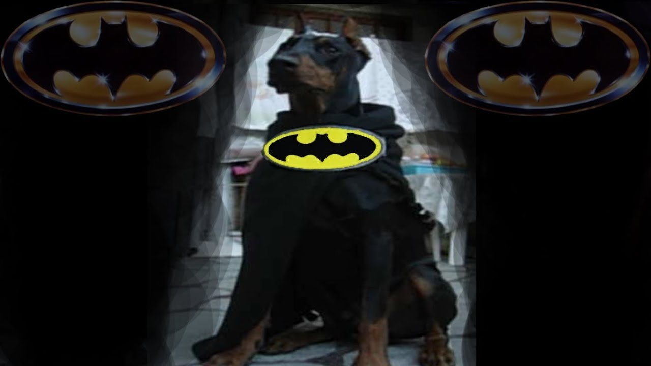 doberman batman dog - YouTube