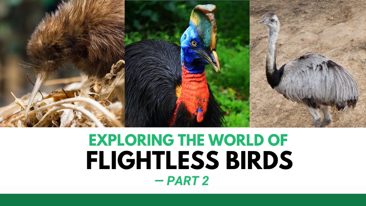Exploring the World of Flightless Birds – Part 2 - YouTube