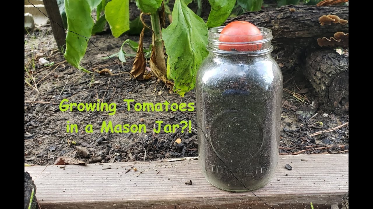 Growing Tomatoes in a Mason Jar?! - YouTube