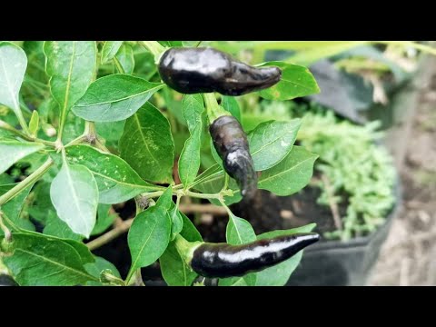 MEMPERBANYAK KALE PREMIER DAN CABE HITAM DI KEBUN DHEWA - YouTube