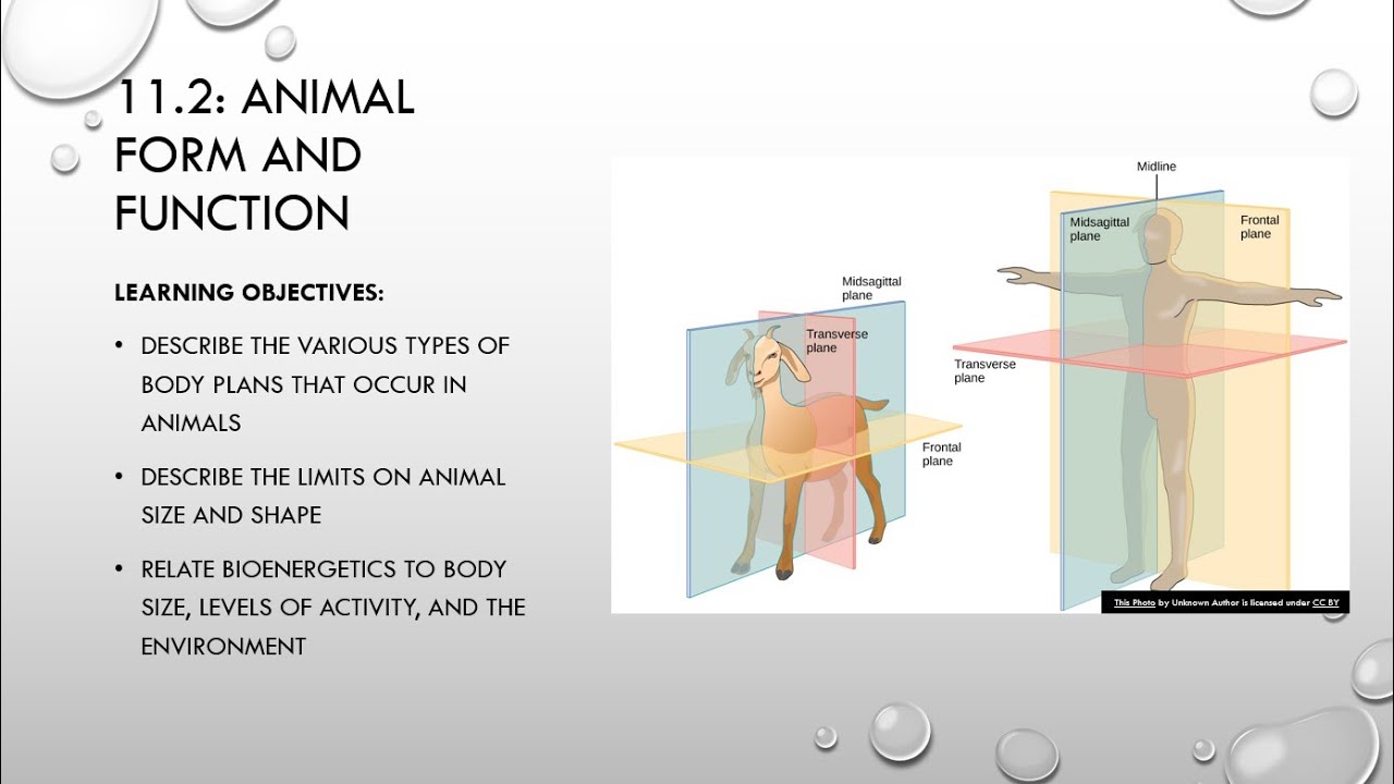 11.2 Animal Form and Function Lecture Video - YouTube
