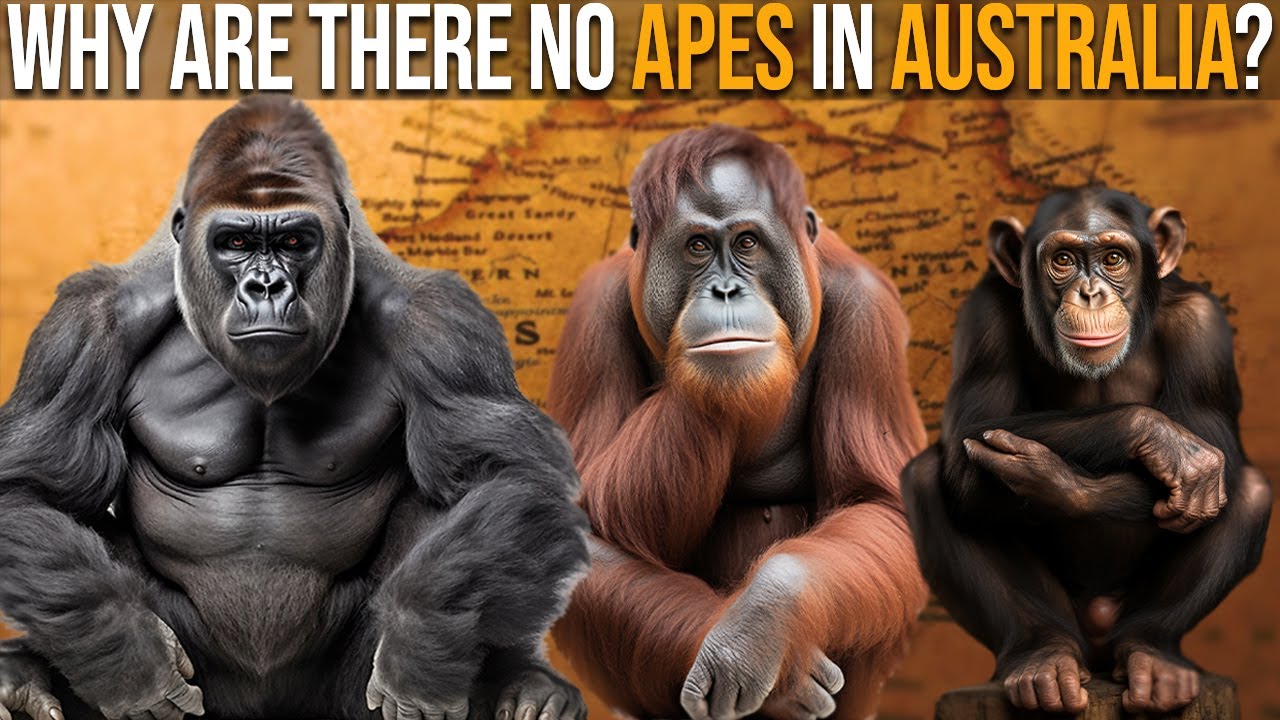 Why Are There No Apes in Australia? - YouTube
