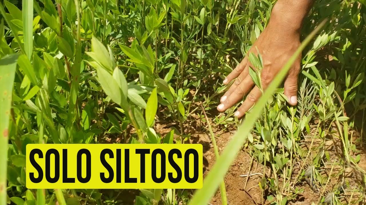 Solo Siltoso com Estilosantes Campo Grande - YouTube
