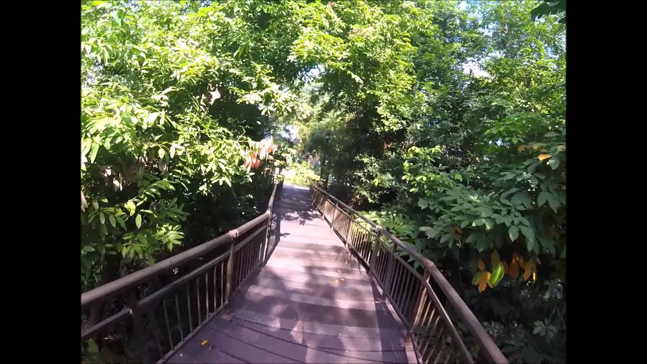Canopy Walk Public Kent Ridge Park Singapore - YouTube