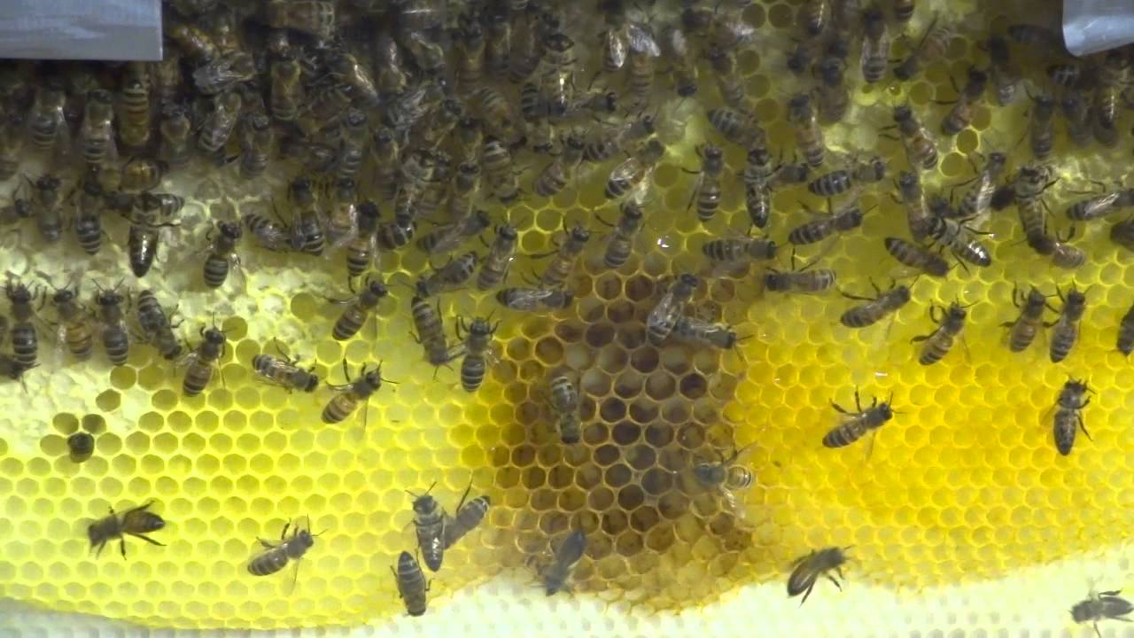 Observation Bee Hive - YouTube