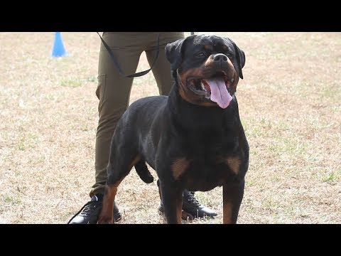 Imperator vom hause Zschammer - Rottweiler - AIRK Sieger USA