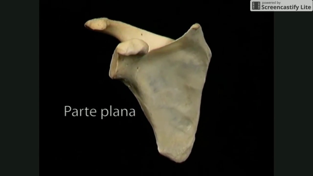 Anatomía de los huesos del hombro - YouTube