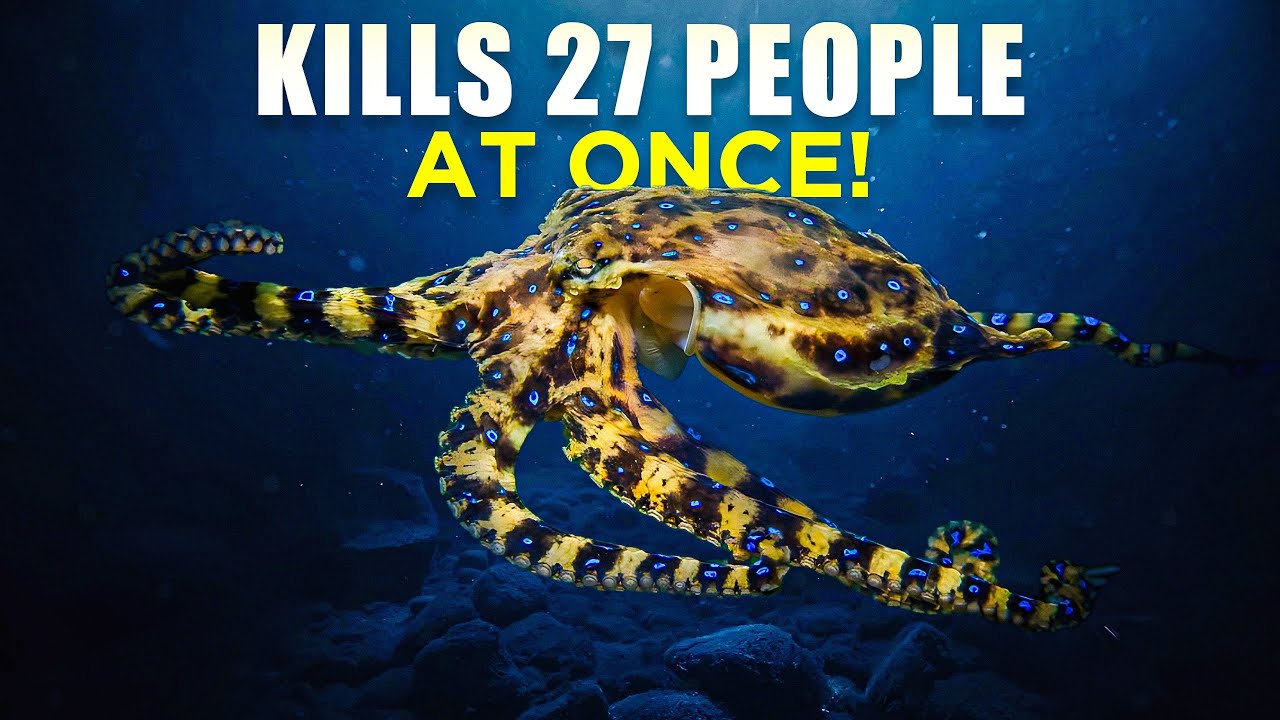 Blue Ringed Octopus - The Beauty that KILLS! - YouTube
