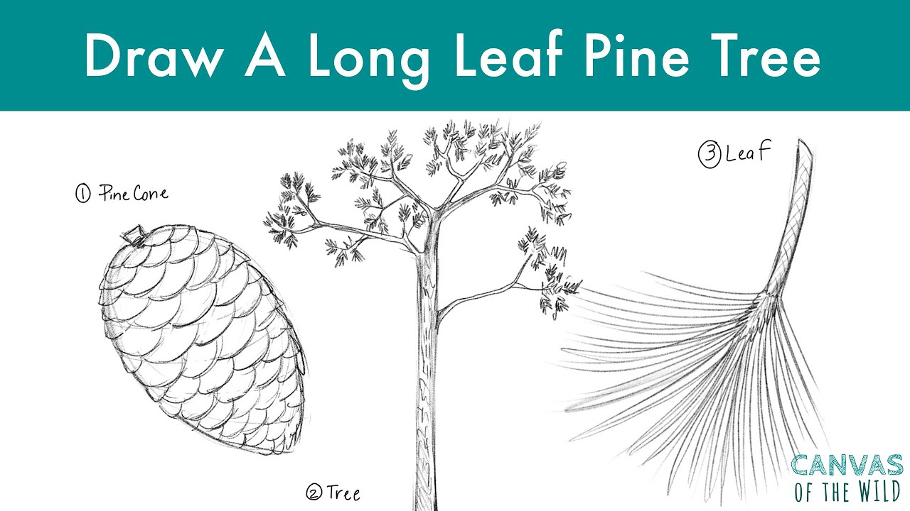 How To Draw A Pine Tree YouTube How To Draw A Pine Tree YouTube