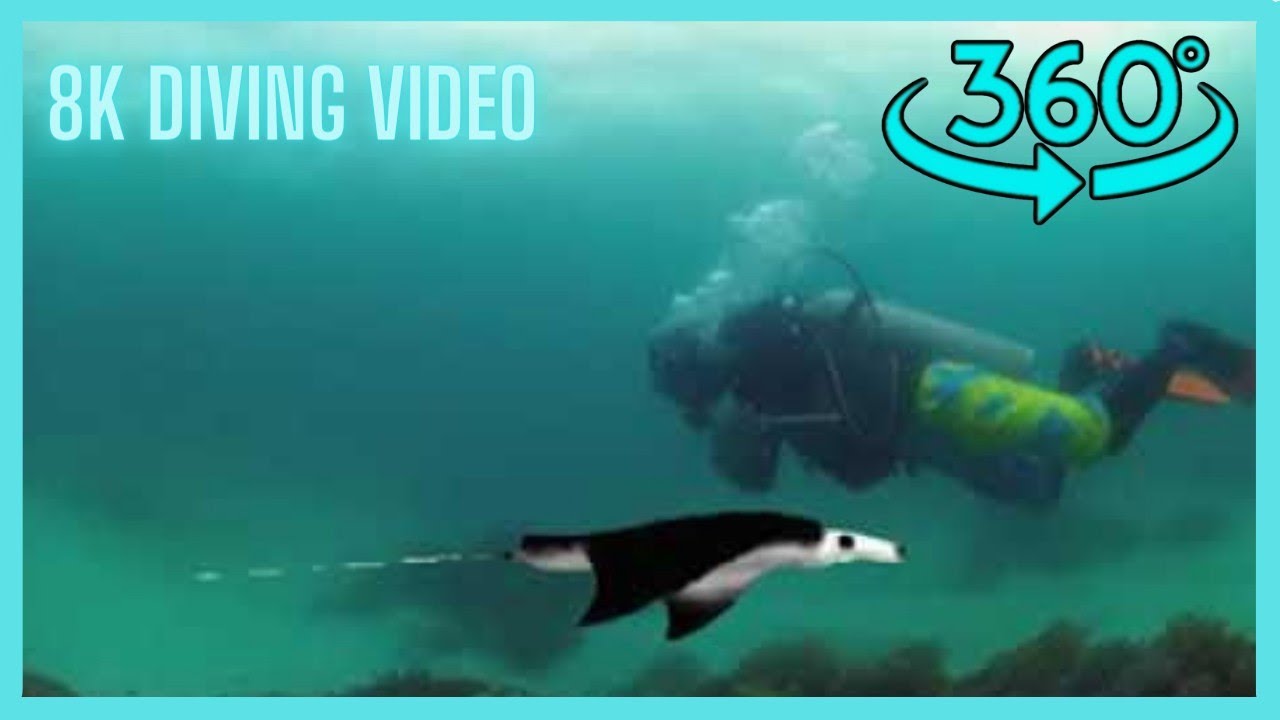 360 video diving Scat - YouTube