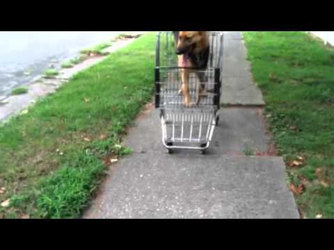 German shepherd in shopping cart - YouTube