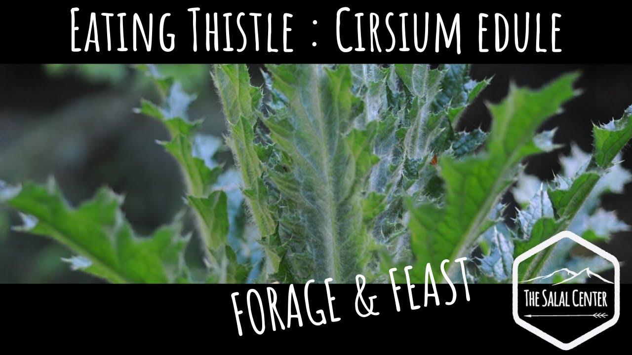 Eating Thistle - Foraging, Facts, and Feast (Cirsium edule) - YouTube