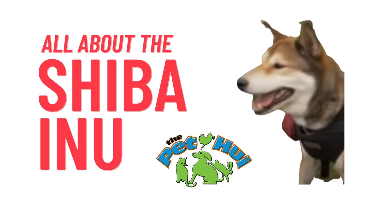 Shiba Inu Hawaii - YouTube