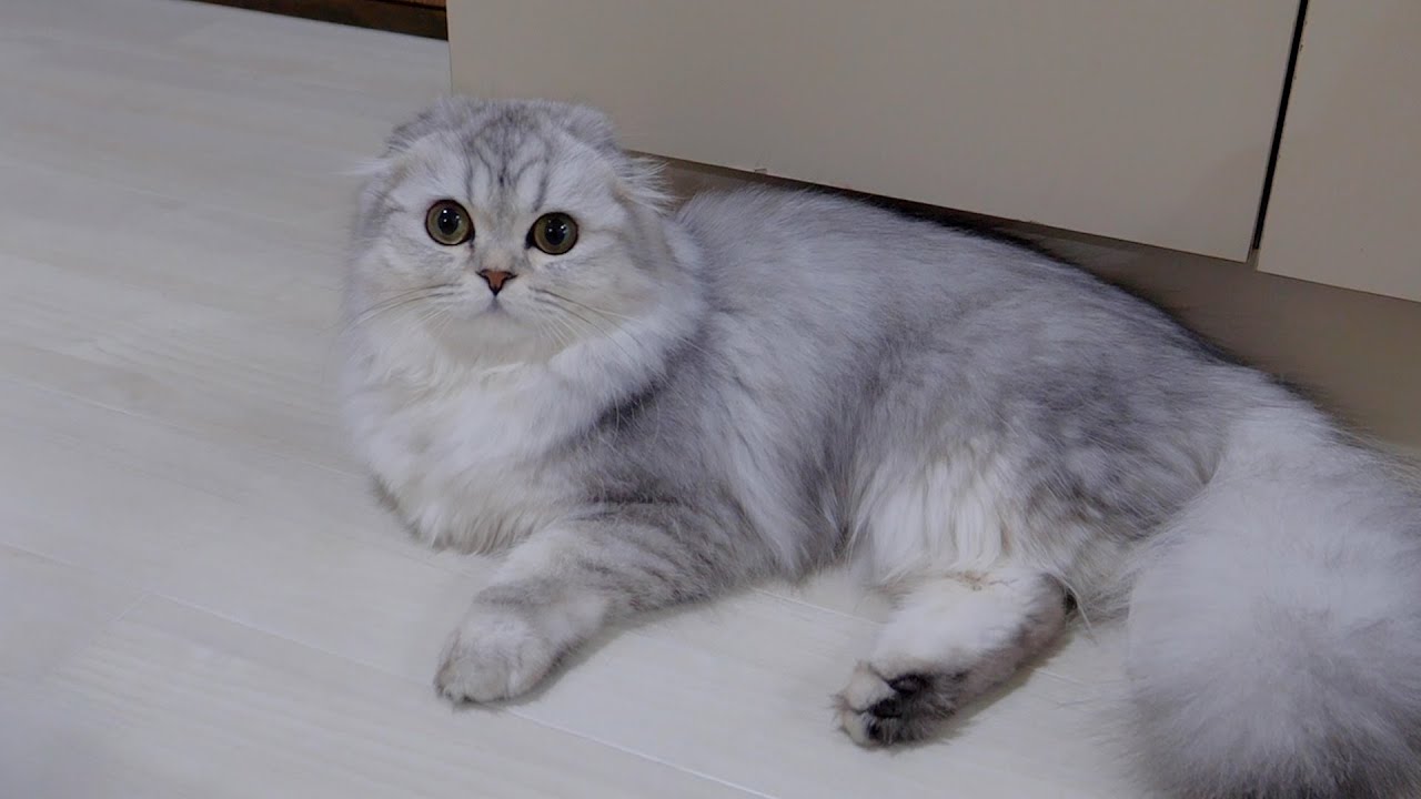 Lulu the Cat がライブ配信中！ - YouTube