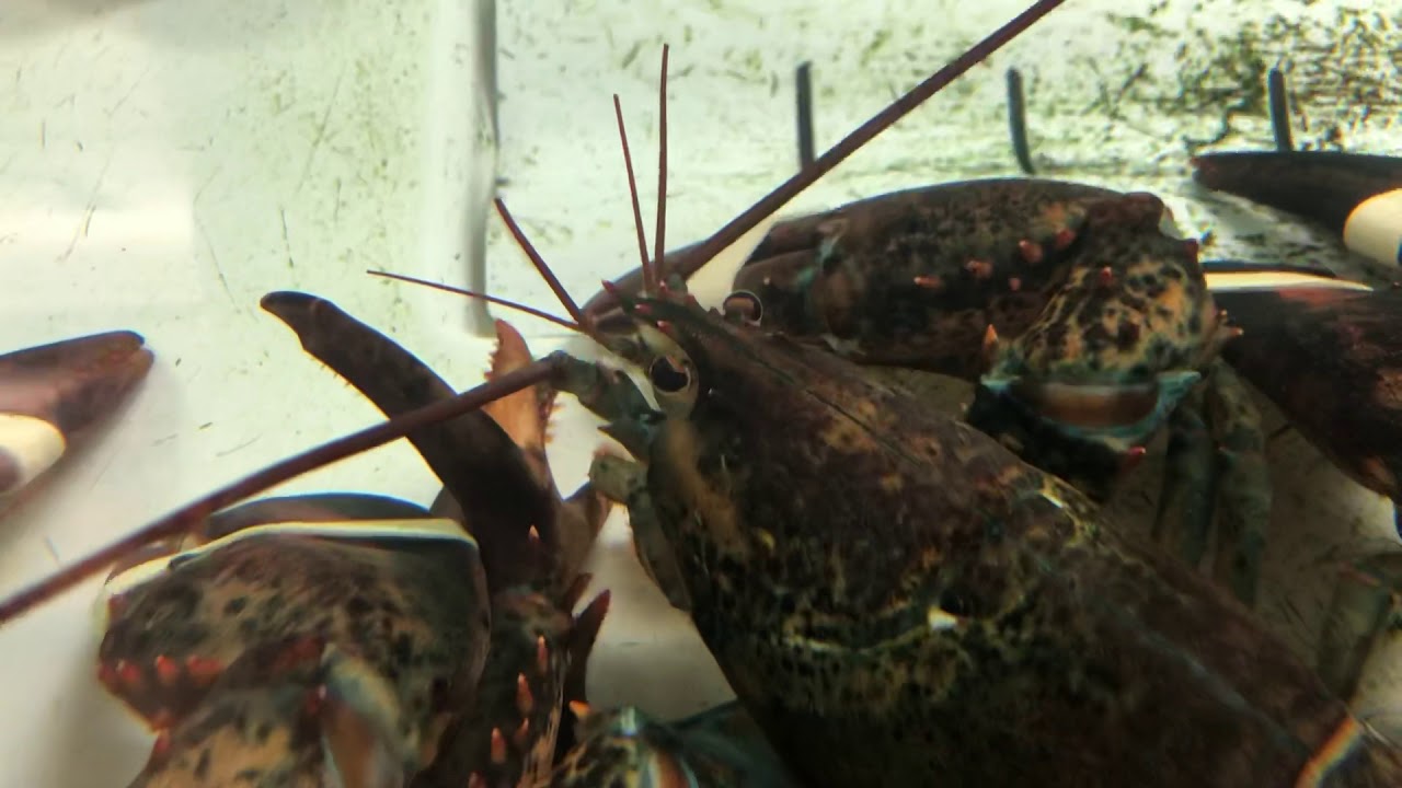 Spiteful Mutant - YouTube