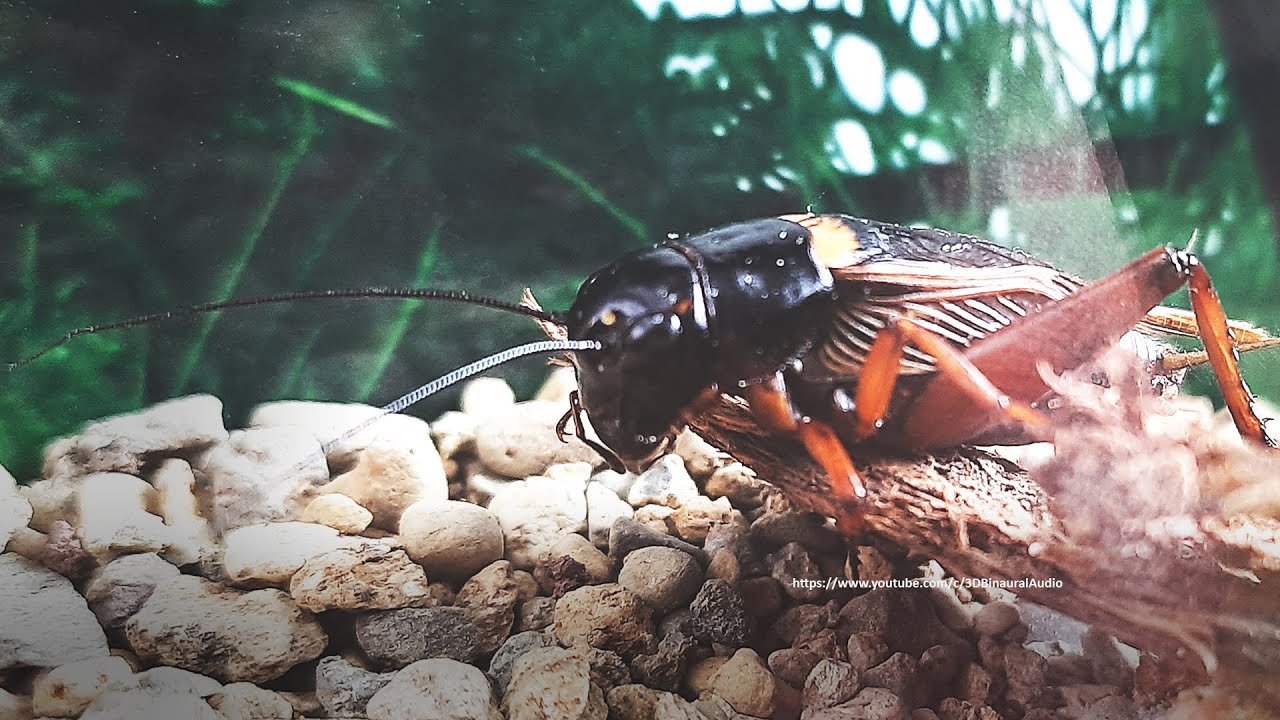The Sound Of Male Crickets Chirping Loudly For 3 Hours - YouTube