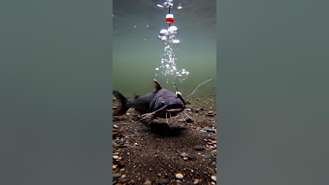 🔥 Crazy Fish Bite Bait 339 2K - You Won't Believe This! - YouTube