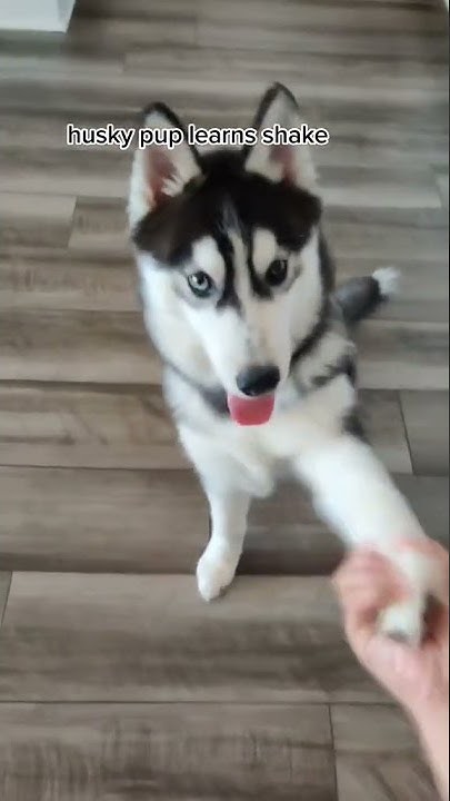 husky learns shake - YouTube