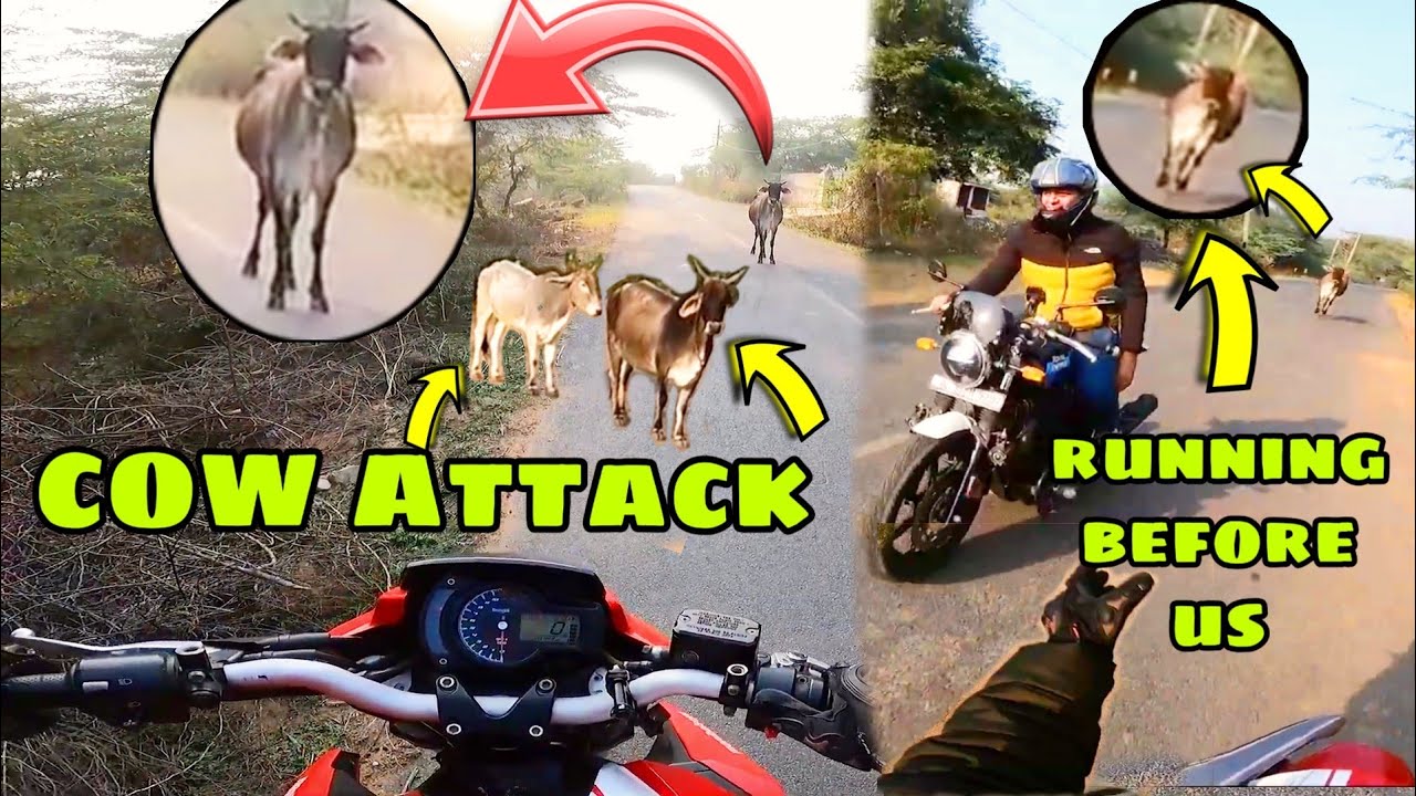 Cow Attack | जब अपने साथ हुआ तब समझ आया ये झूठ नही होता।😱 video में सही ...