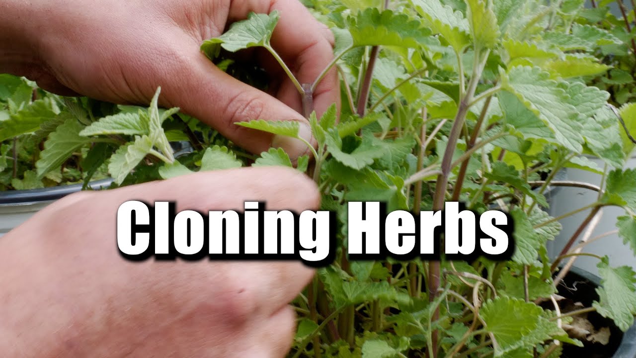 Clone & Multiply your Herbs by the Millions (Mint, Basil, Oregano...) - YouTube