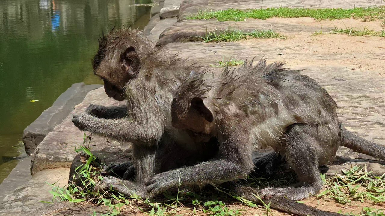 OMG ! two babies monkey fall in to the water , so they are so cool ...