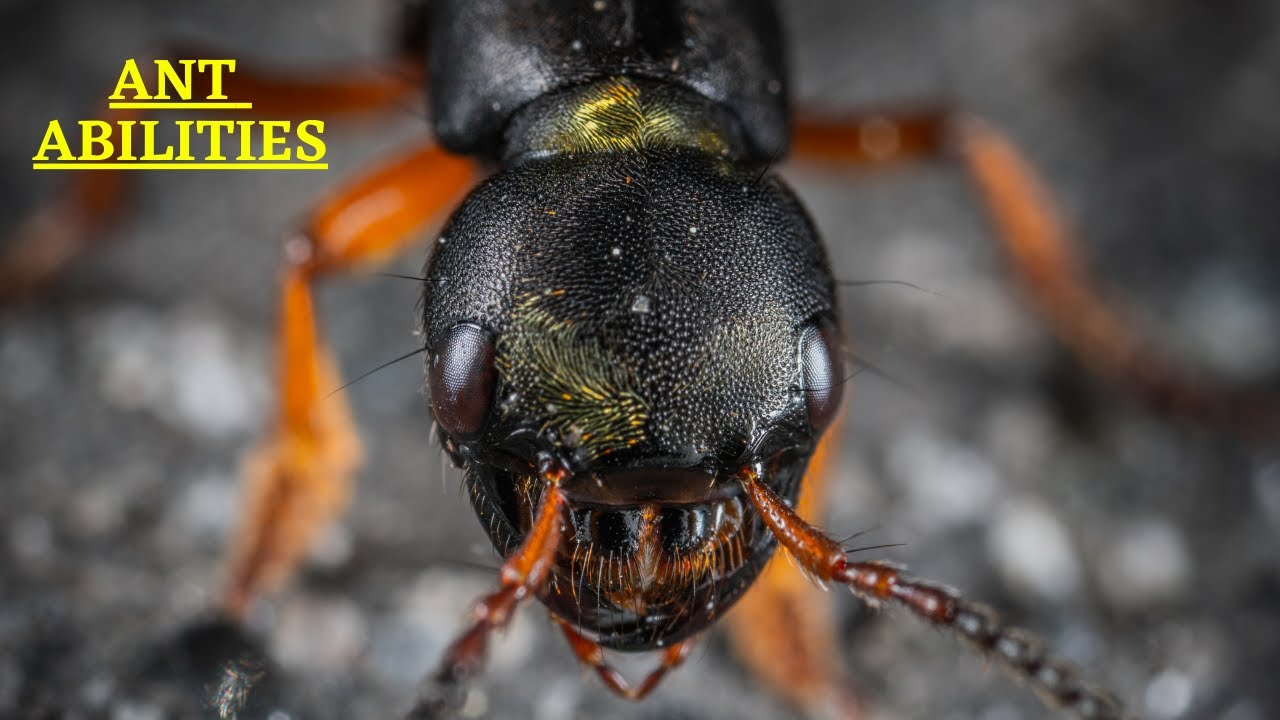 Ants Extraordinary Abilities - YouTube
