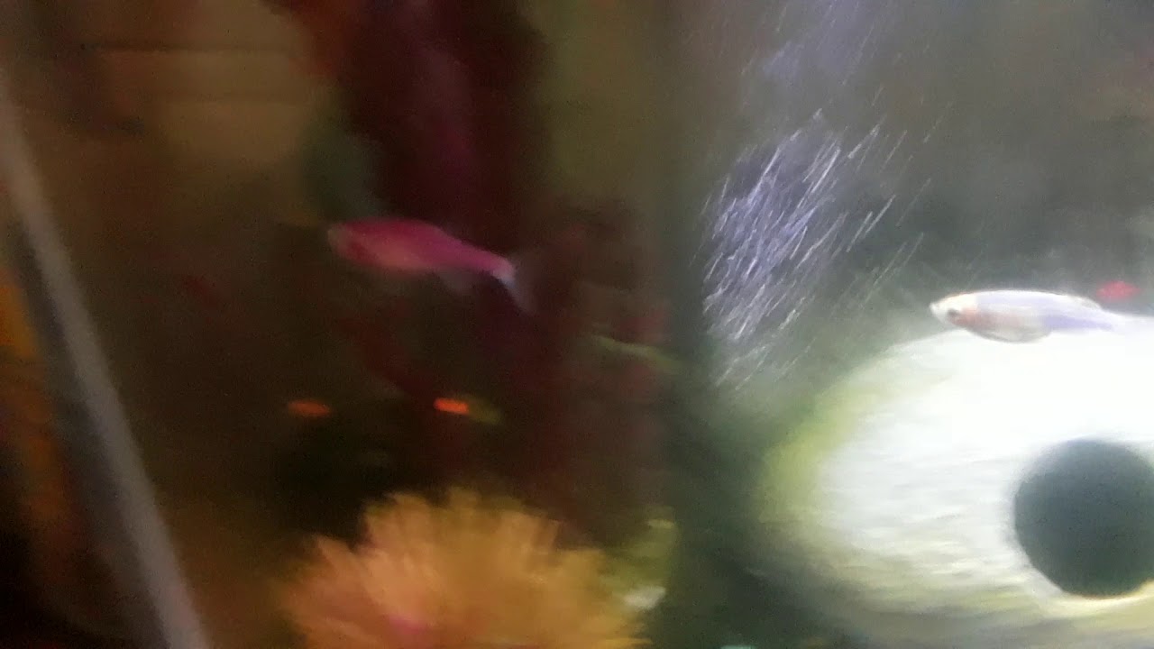Pregnant glofish, to babies!?!? - YouTube