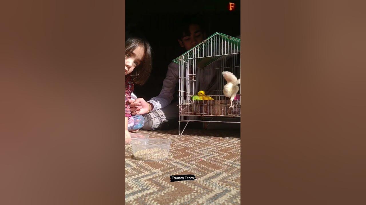 Beautiful birds ️ #love #viral #trending - YouTube