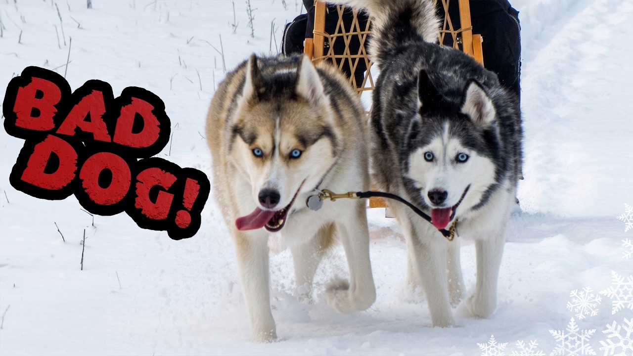 Shiloh and Shelby on BAD DOG on Animal Planet - YouTube