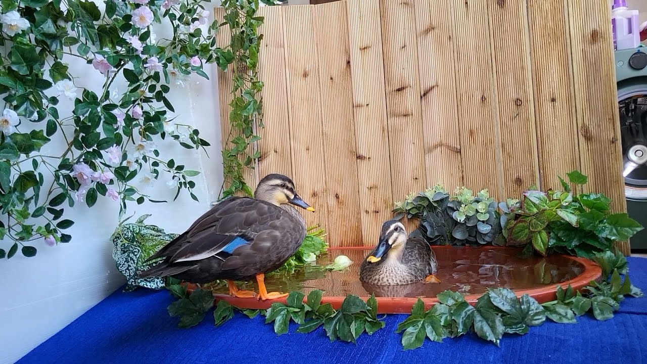 오리들과 소소한 장난치기 - 주간 흰뺨이 (fooling around with ducks - Weekly Spot-billed ...