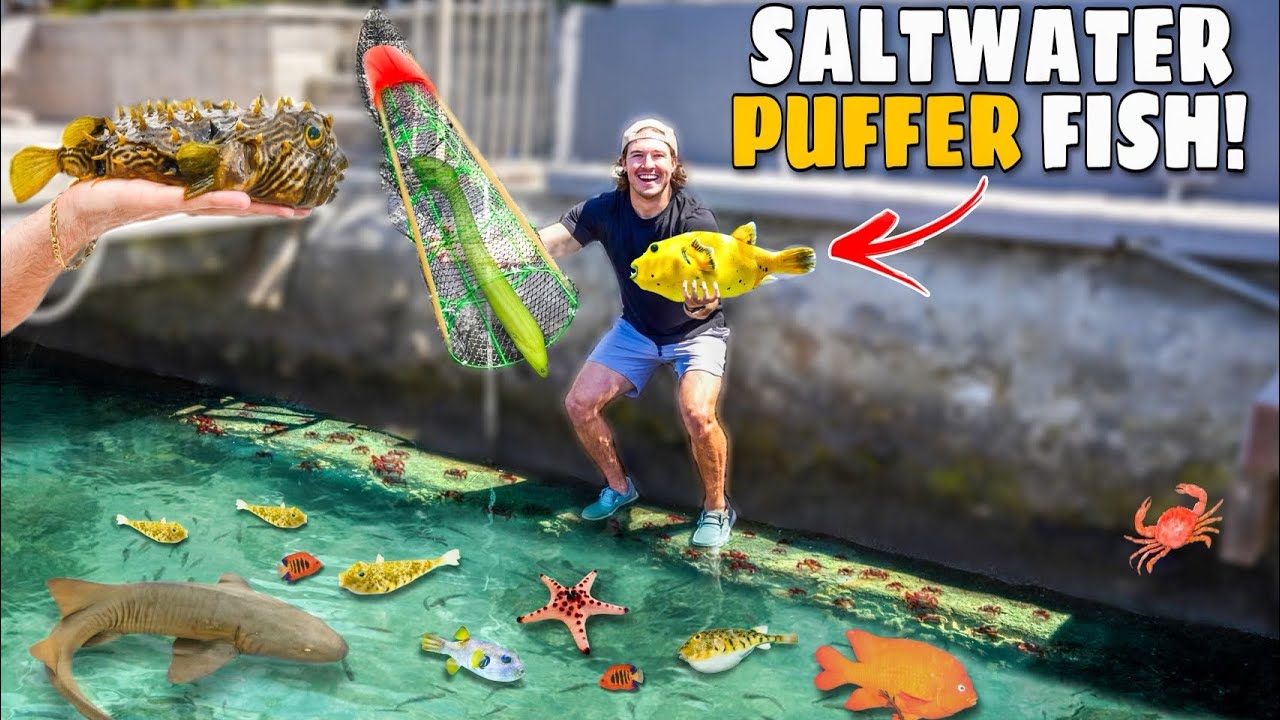 I Built A SALTWATER FISH TRAP To Catch GIANT EXOTIC PUFFER FISH! - YouTube
