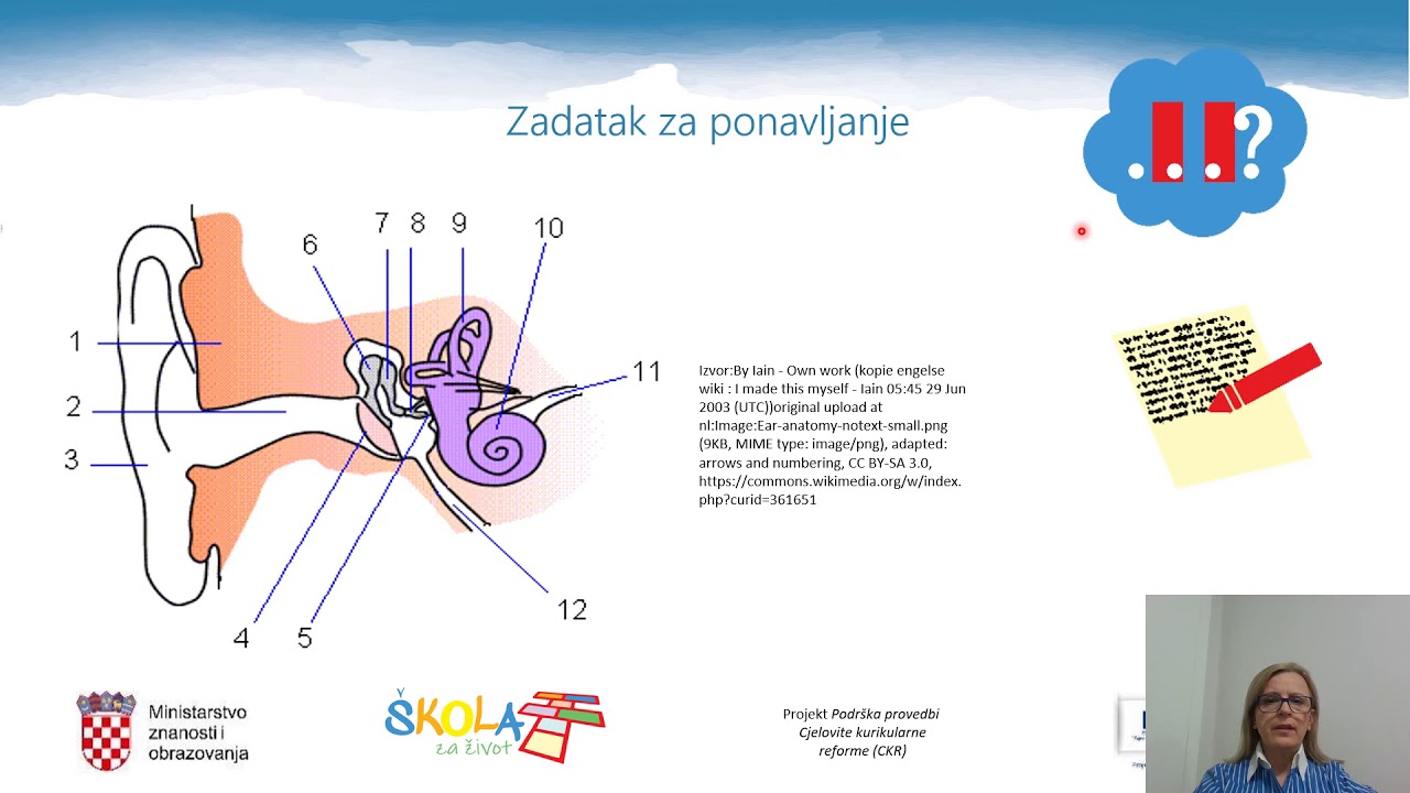 Biologija 3.r. SŠ - Osjetilo sluha i ravnoteže - YouTube