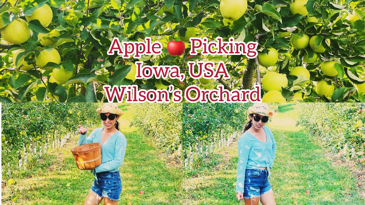 WILSON’s Orchard // Apple Picking in Iowa , USA - YouTube