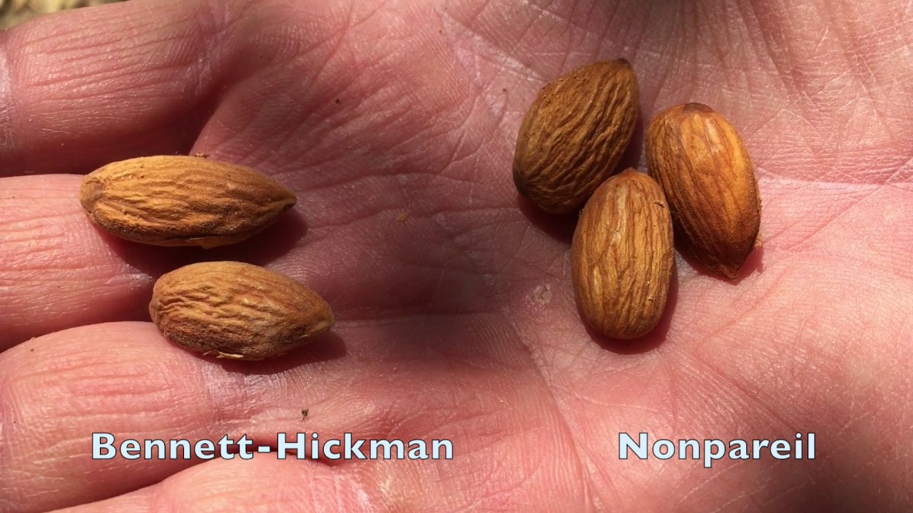 Field Day: Introduction to the Bennett-Hickman US PP26,083 P3 Almond ...