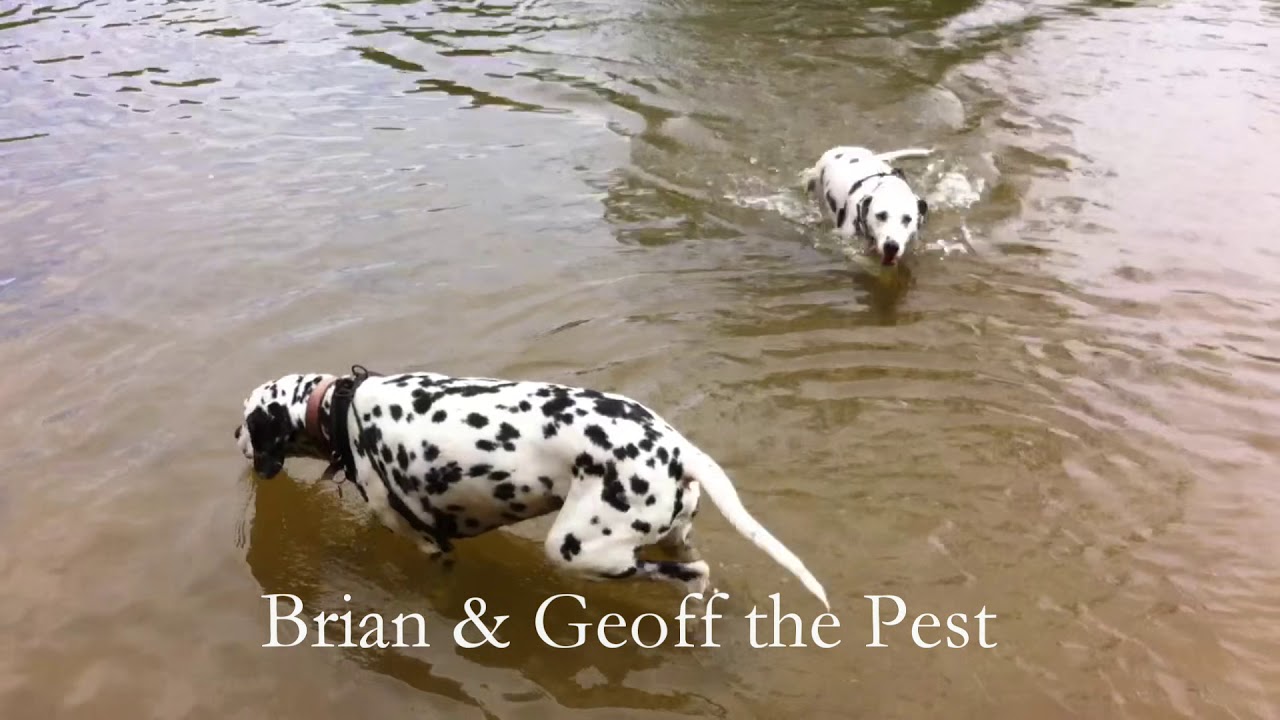 Geoff the Pest - by Stuntdog - YouTube