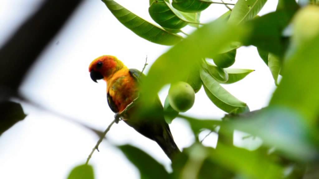 Wild Sun Conure - YouTube