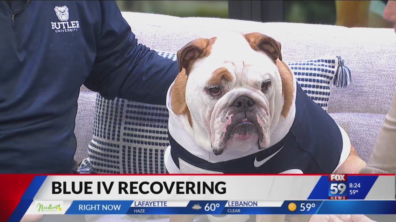 Butler University mascot Blue IV recovering after surgery - YouTube