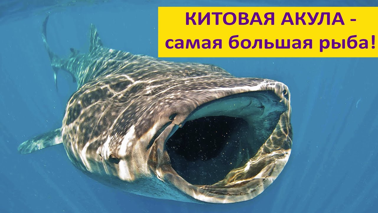 КИТОВАЯ АКУЛА: огромная рыба с зубами на глазах! Наталья Носова - YouTube