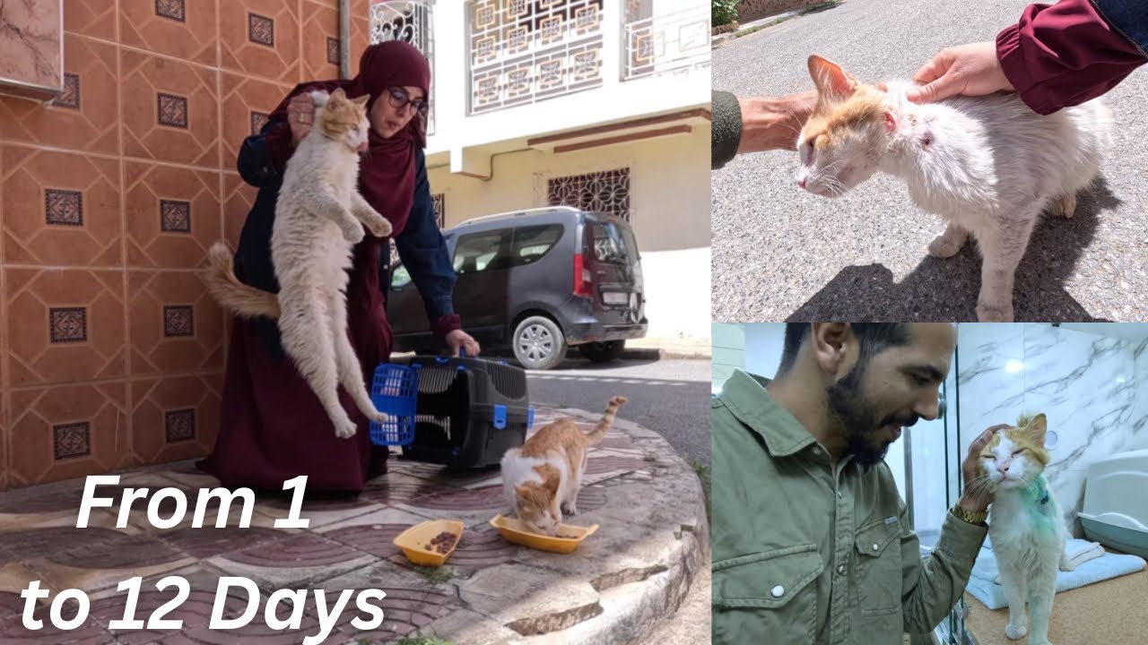 12 days after his rescue, the stray cat is overcoming his neck wounds ...