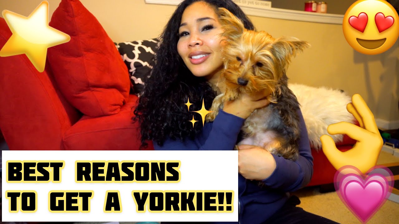 11 REASONS TO GET A YORKIE! - YouTube