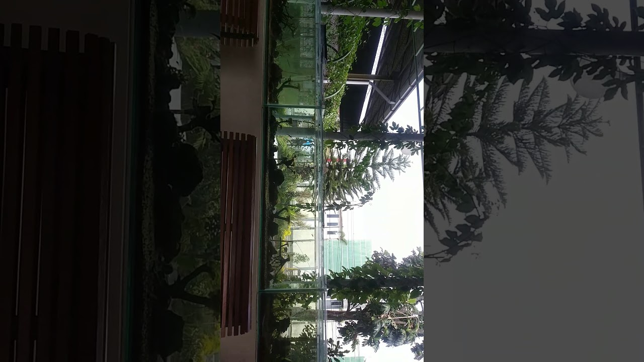 Humaira cafe - YouTube