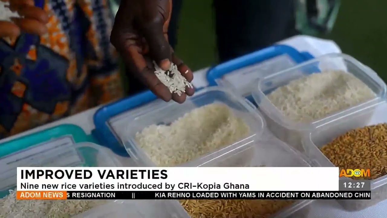 Nine new rice varieties introduced by CRI-Kopia Ghana - Premtobre Kasee ...