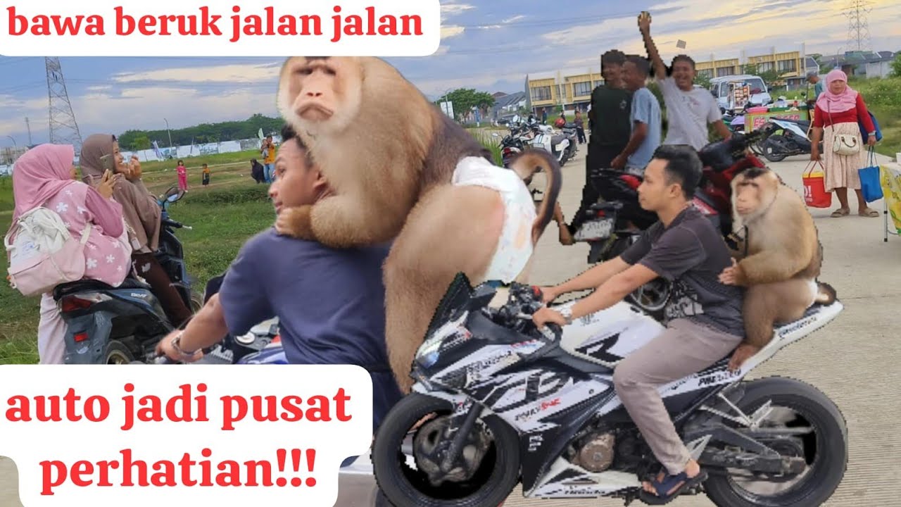 BAWA BERUK SUPER BESAR JALAN JALAN JADI PUSAT PERHATIAN!!! - YouTube