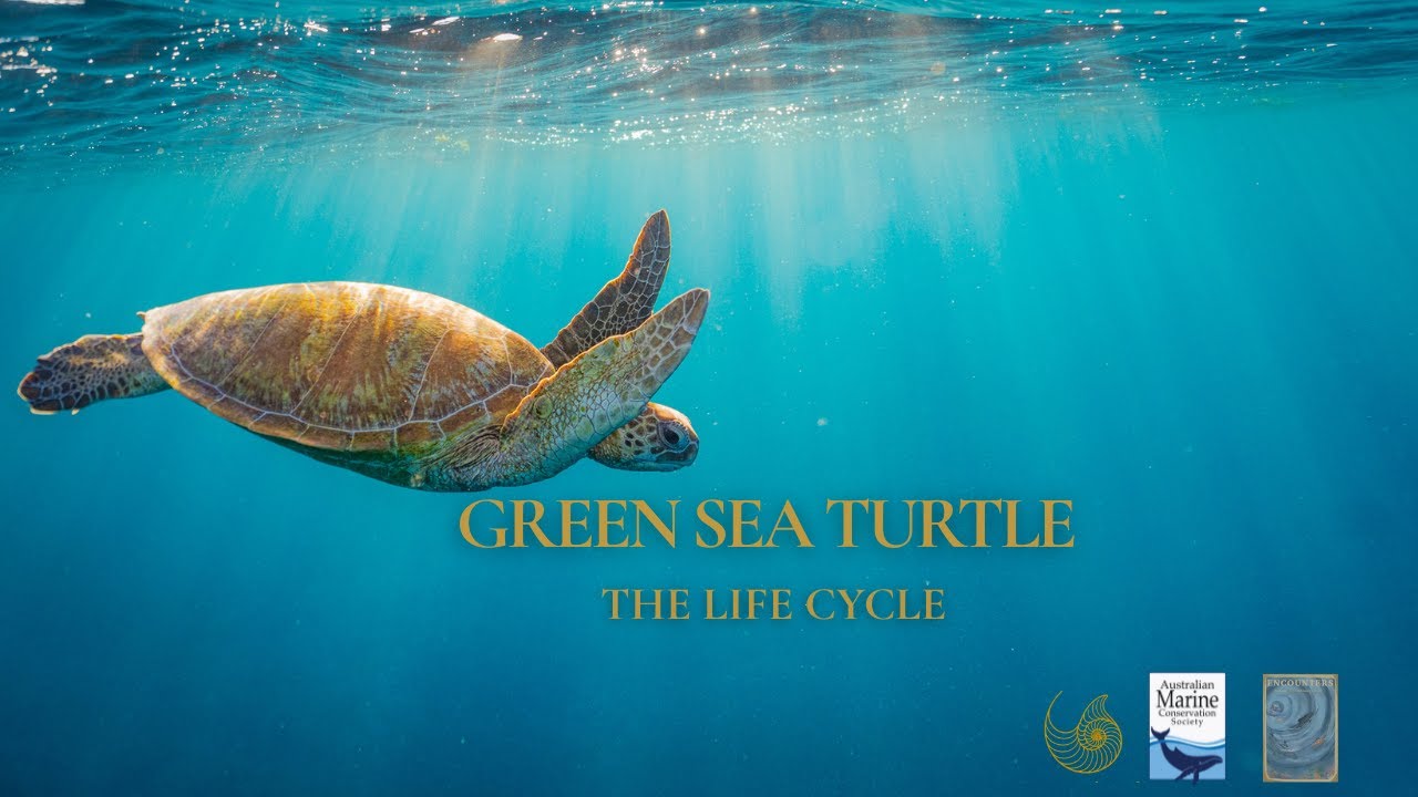 Surviving: A Green Sea Turtle’s Life Cycle Documentary - YouTube